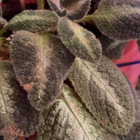 Episcia 'Gray Lady' Plant Care: Water, Light, Nutrients | Greg App 🌱