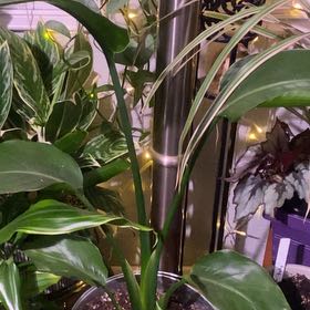Athena | A plant by @PioneerRutabaga on Greg