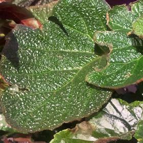 How to Care for Begonia 'Orococo': Mastering Water, Sunlight & More