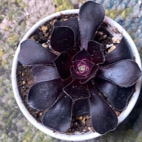Zeus | A plant by @PioneerRutabaga on Greg