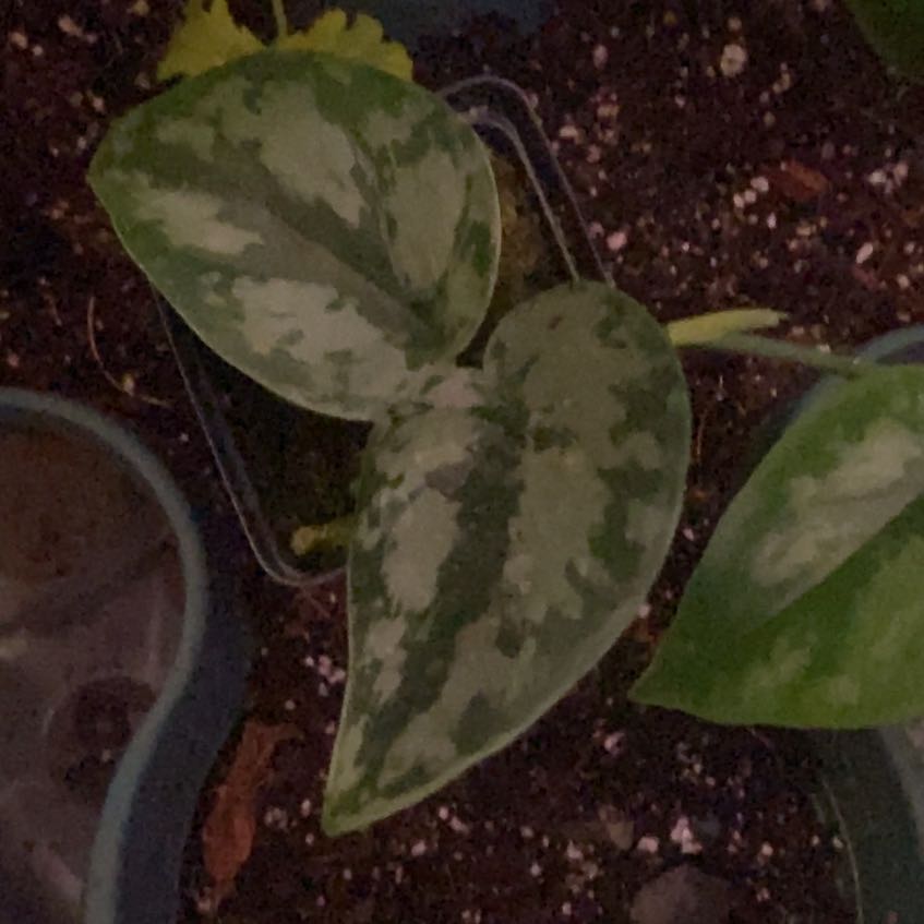 Scindapsus 'Black Mamba': How Much Water & Light Does it Need to Thrive?