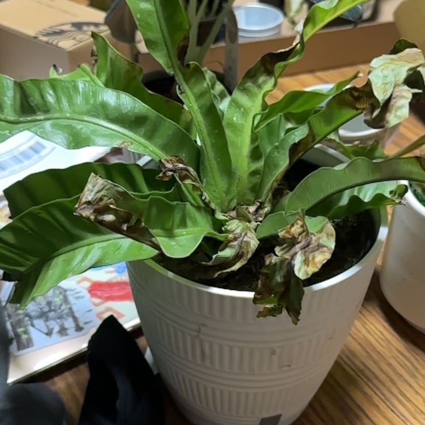 Sigmund | A plant by @EffectiveHoya on Greg