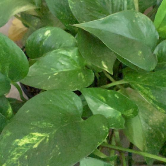 Goldy | A plant by @MellowBeachplum on Greg