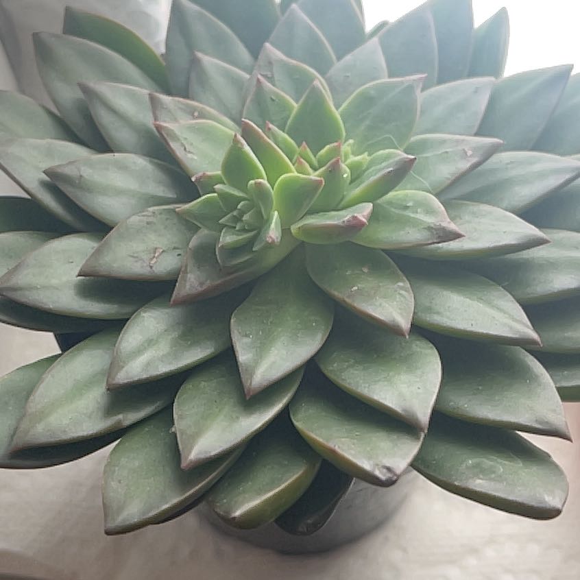 Tacisedum 'Solar Flare' Plant Care: Water, Light, Nutrients | Greg App 🌱