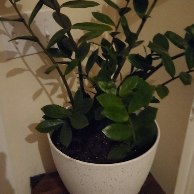 Rosa | A plant by @RadNjoypothos on Greg