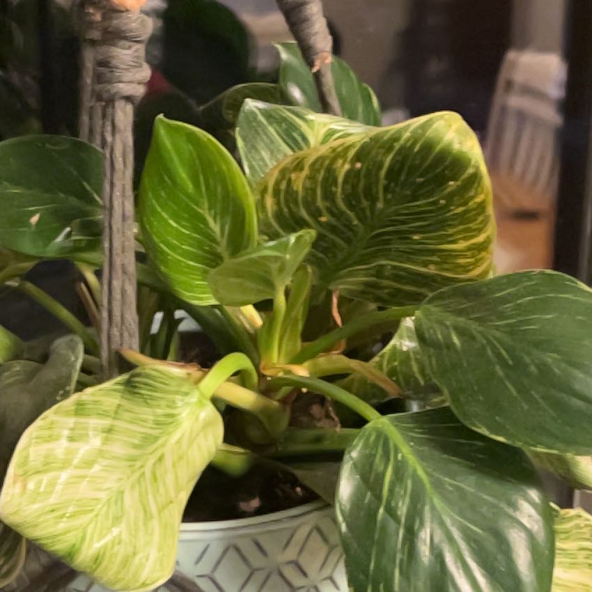 Huckleberry Fern | A plant by @TutorArcticrush on Greg