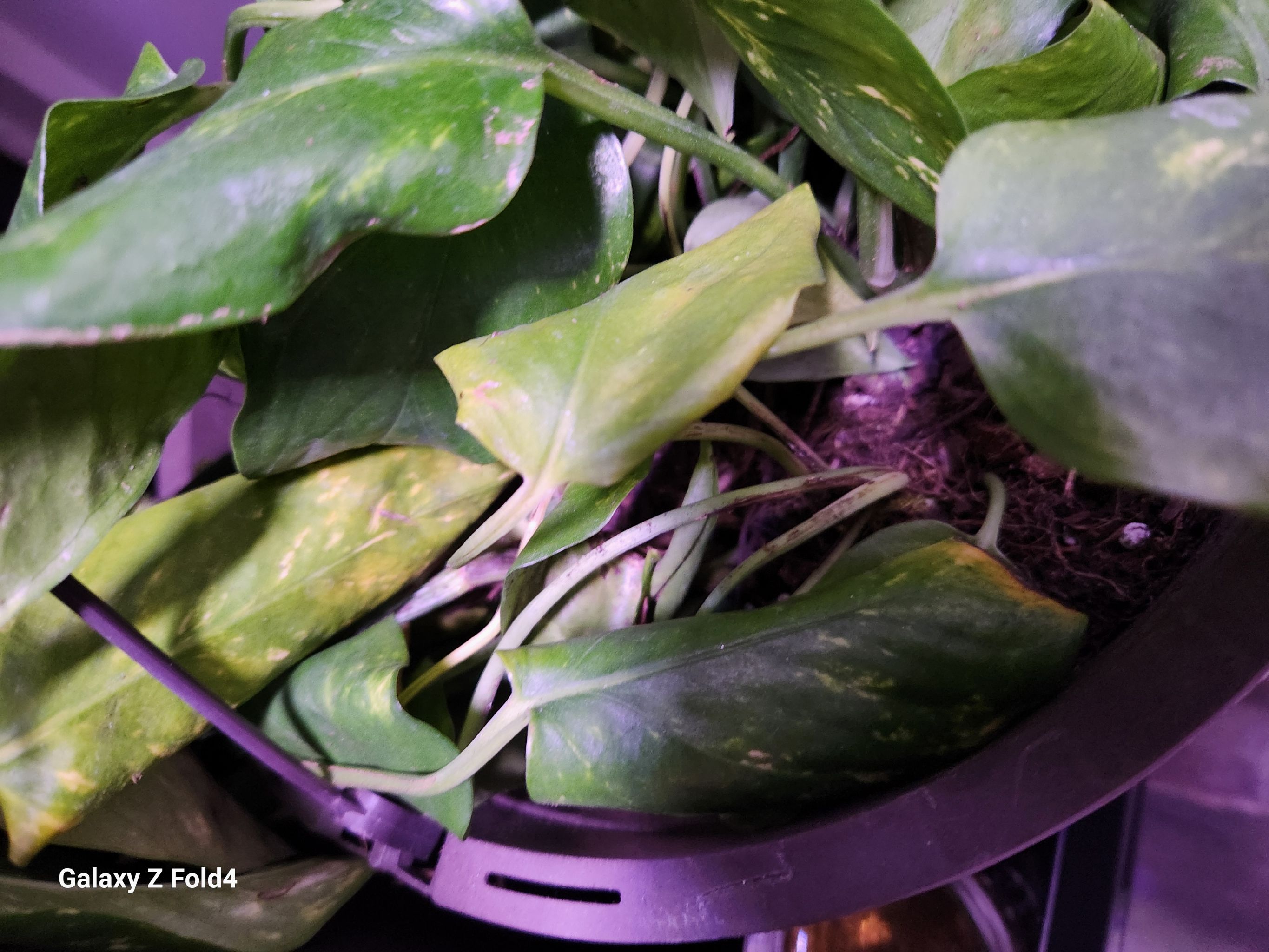 Dying pothos