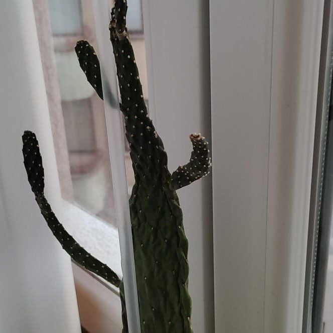 How to Care for Roadkill Cactus: Mastering Water, Sunlight & More