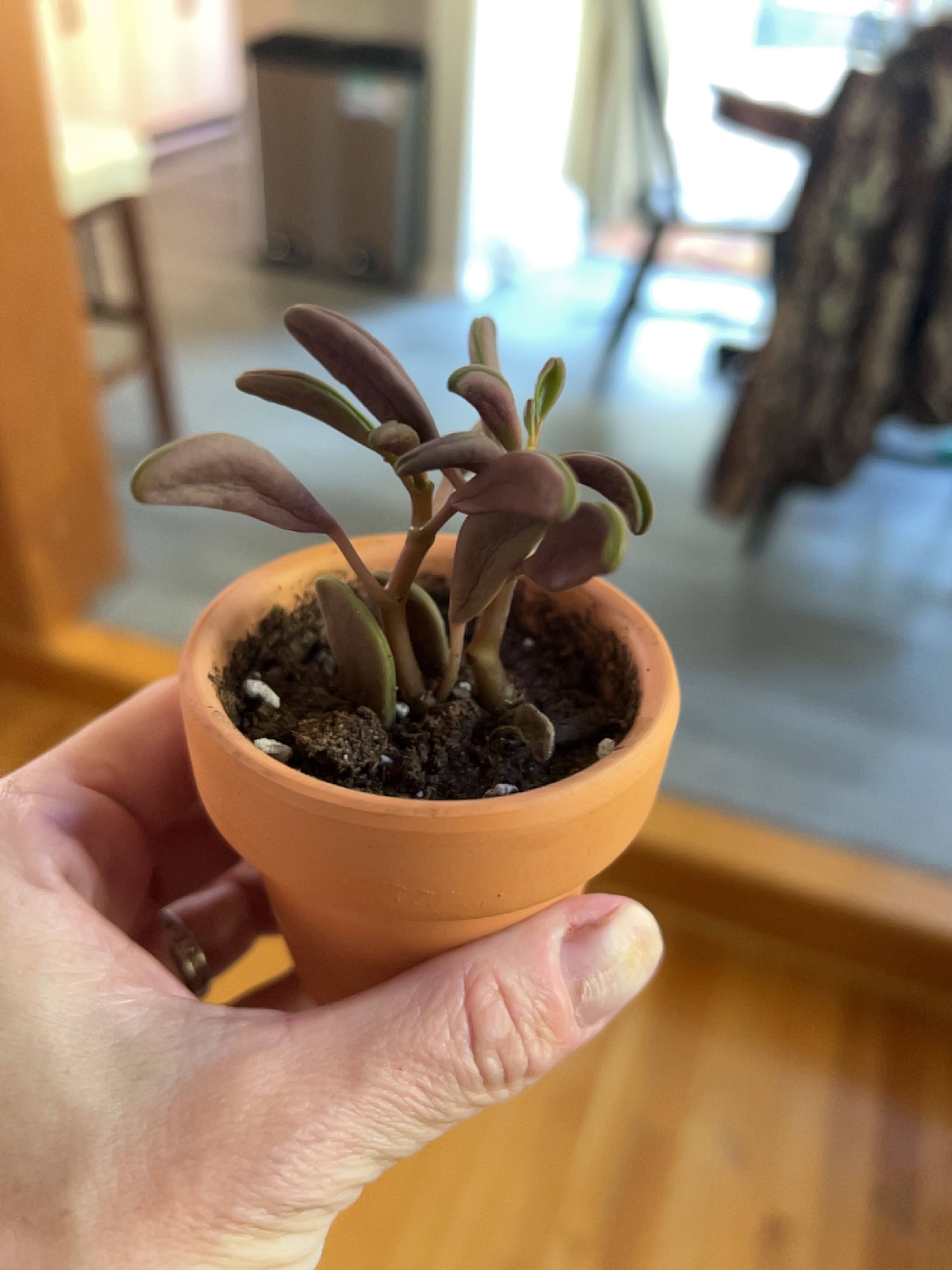 Common Peperomia graveolens 'Ruby Glow' Problems