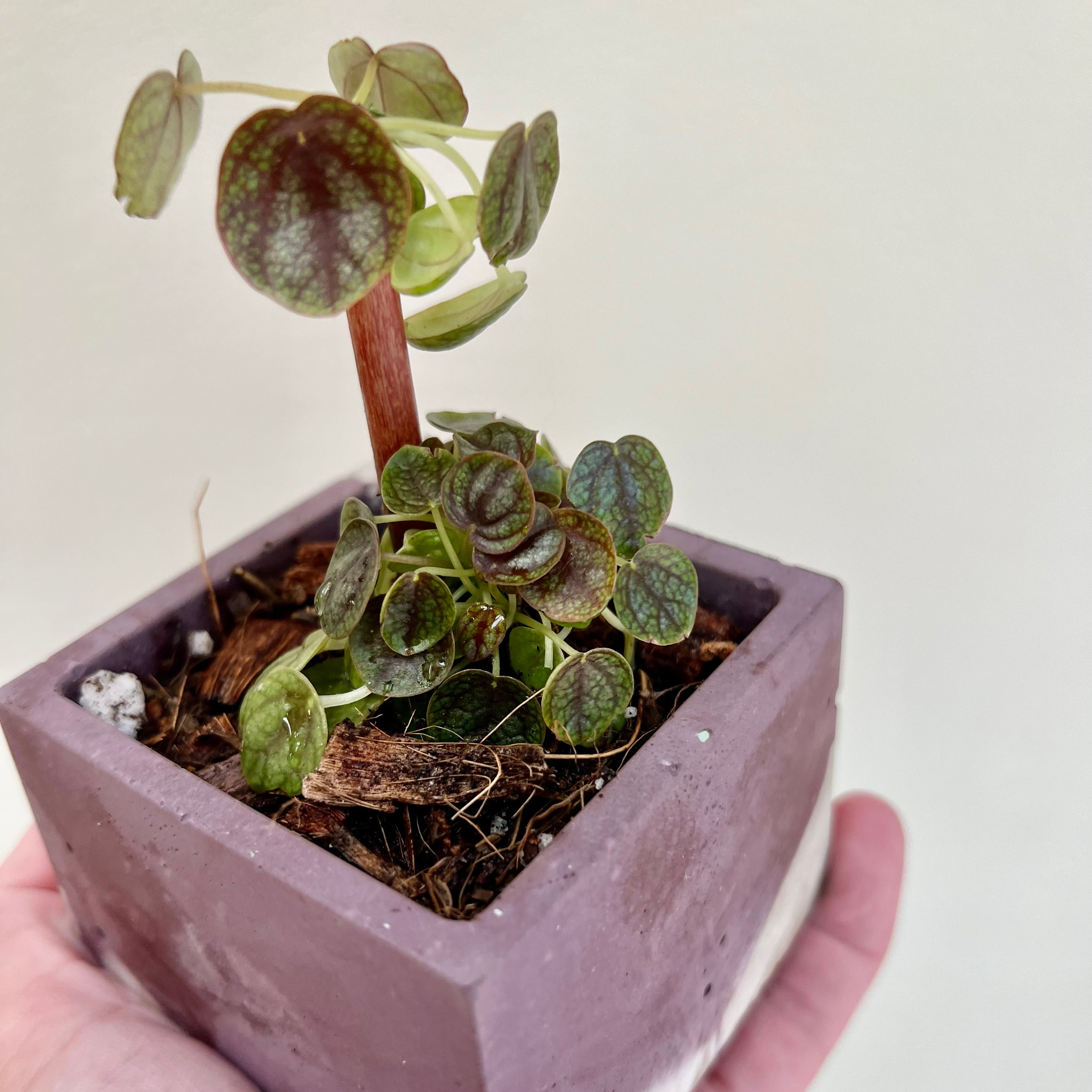 Why Are There Brown Spots on My Piccolo banda Leaves?