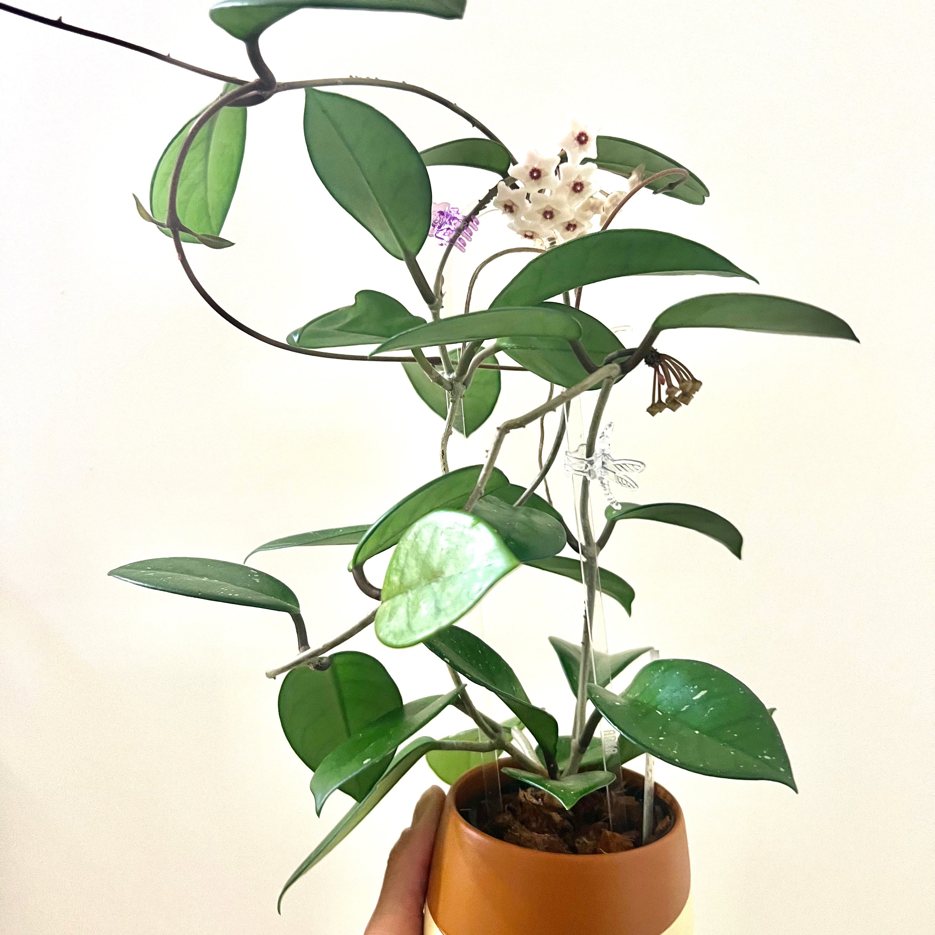 hoya fungii root rot Solutions