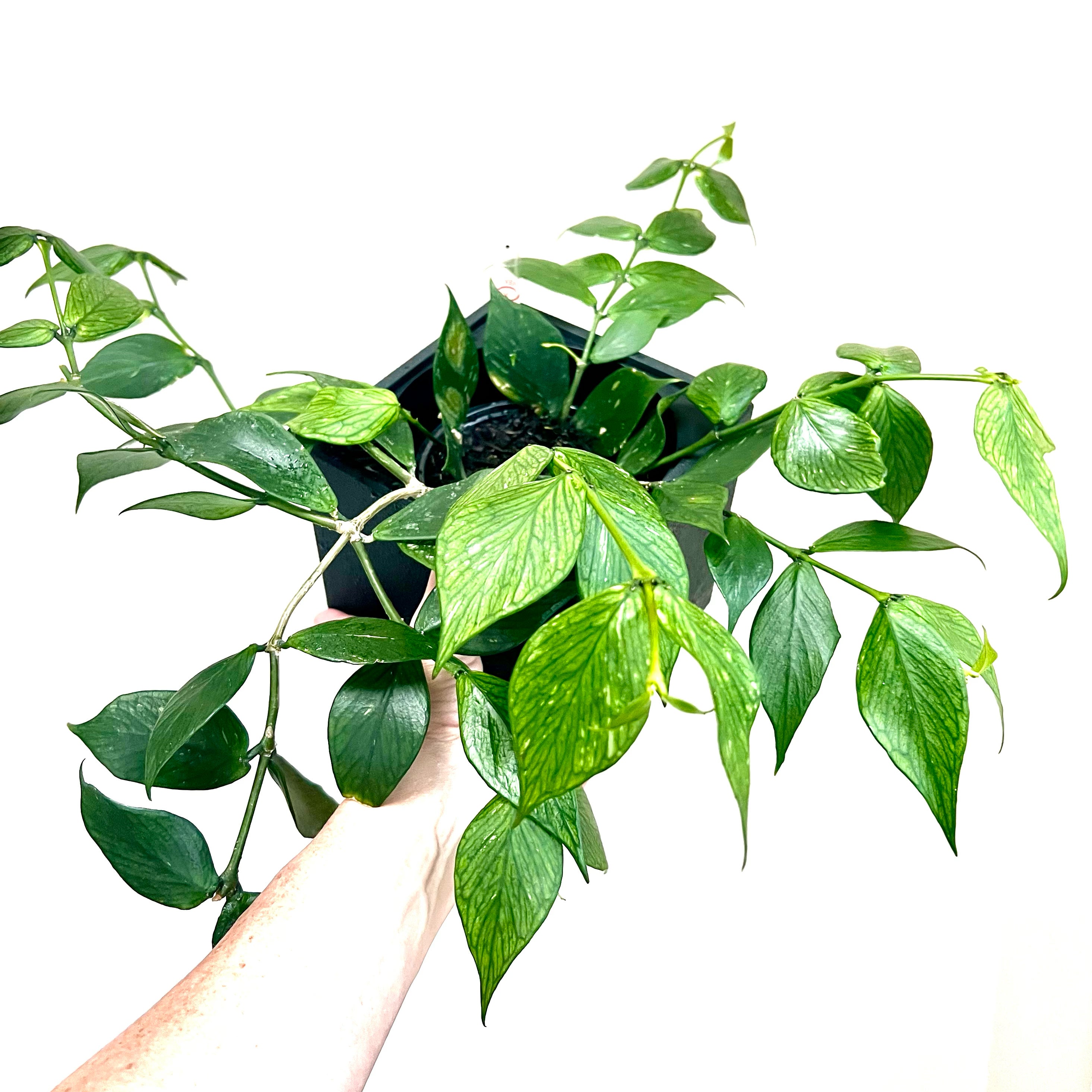 🐟 Propagating Fishtail Hoya: Step-by-Step Guide