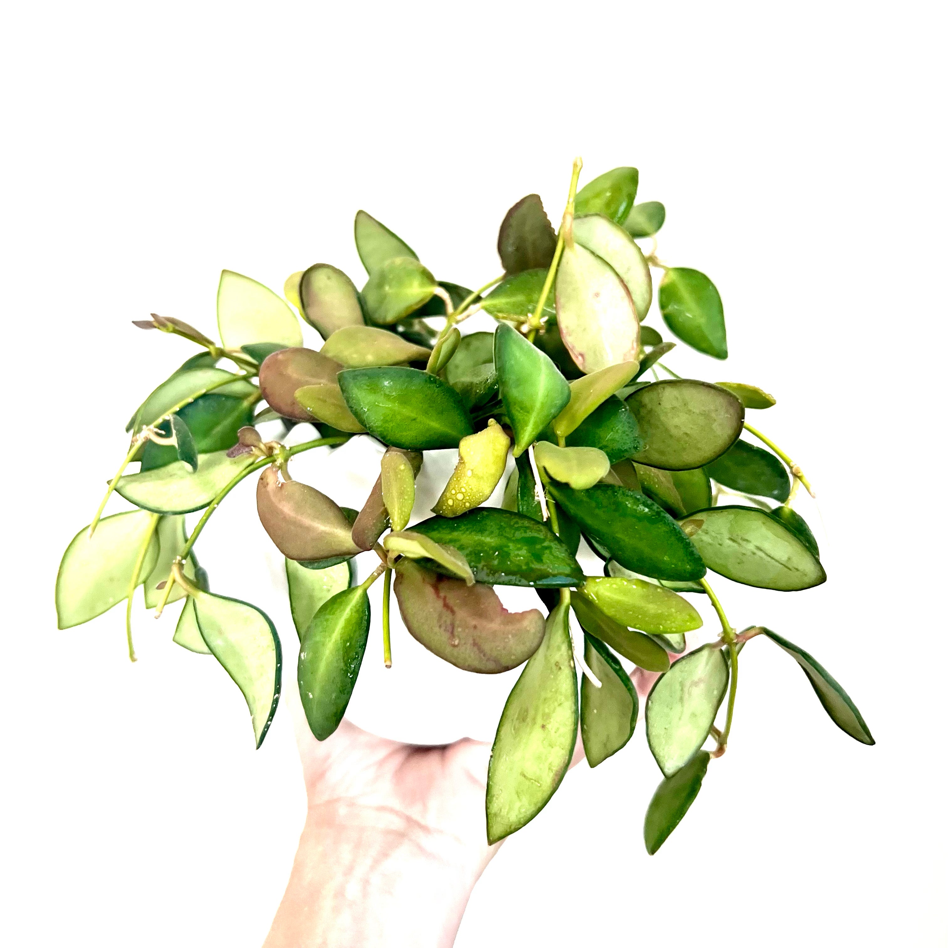 Why Are There Brown Spots on My Hoya bilobata?