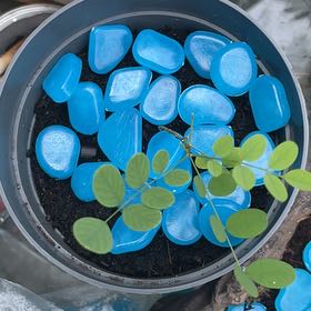 How to Care for Bonzi: Mastering Water, Sunlight & More