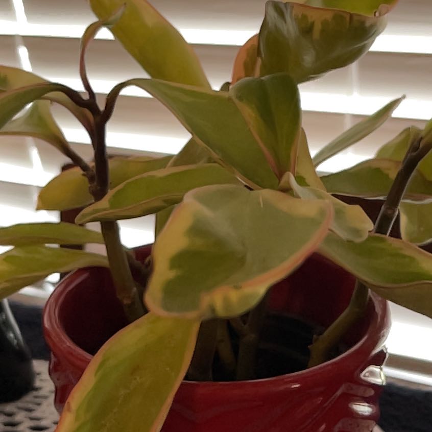 Leaf Erickson | A plant by @LucidMothorchid on Greg