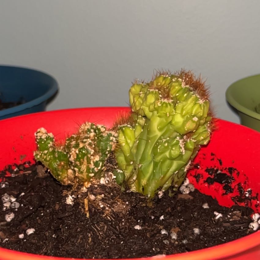 The Complete Cereus peruvianus f. monstrose 'Rojo' Plant Care Guide ...