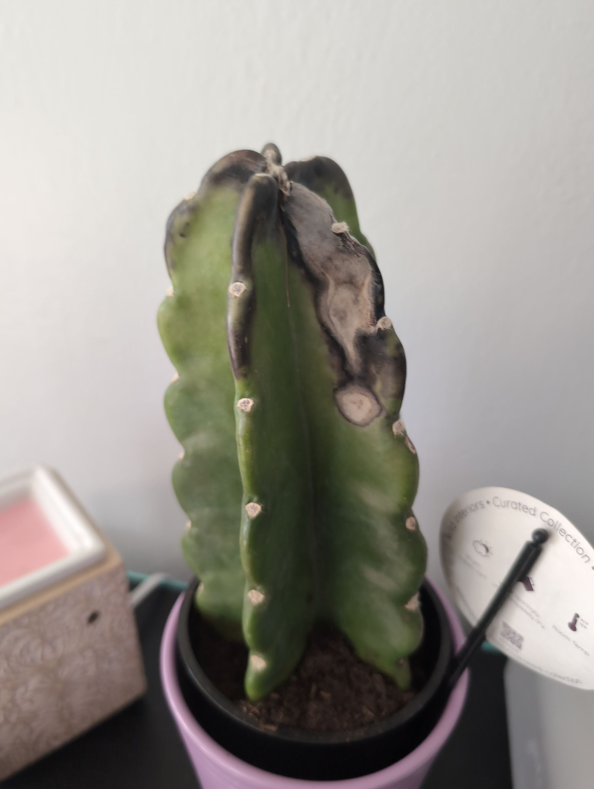 Black Spots on My Clamshell Cactus Leaves