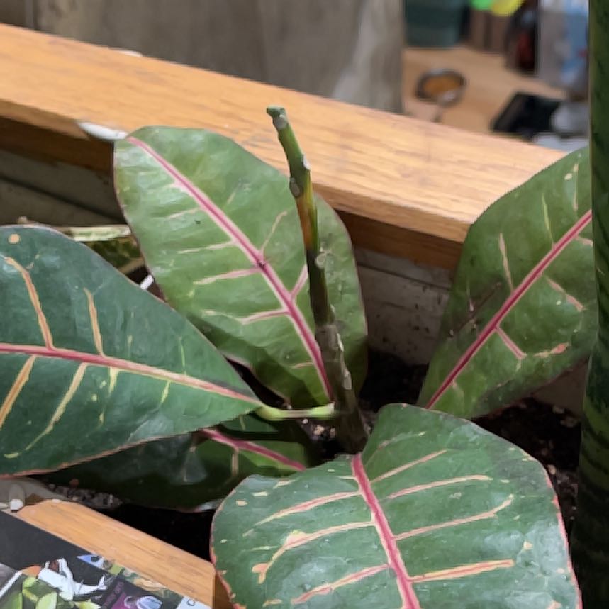 Tree Diddy | A plant by @MindfulPapaya on Greg