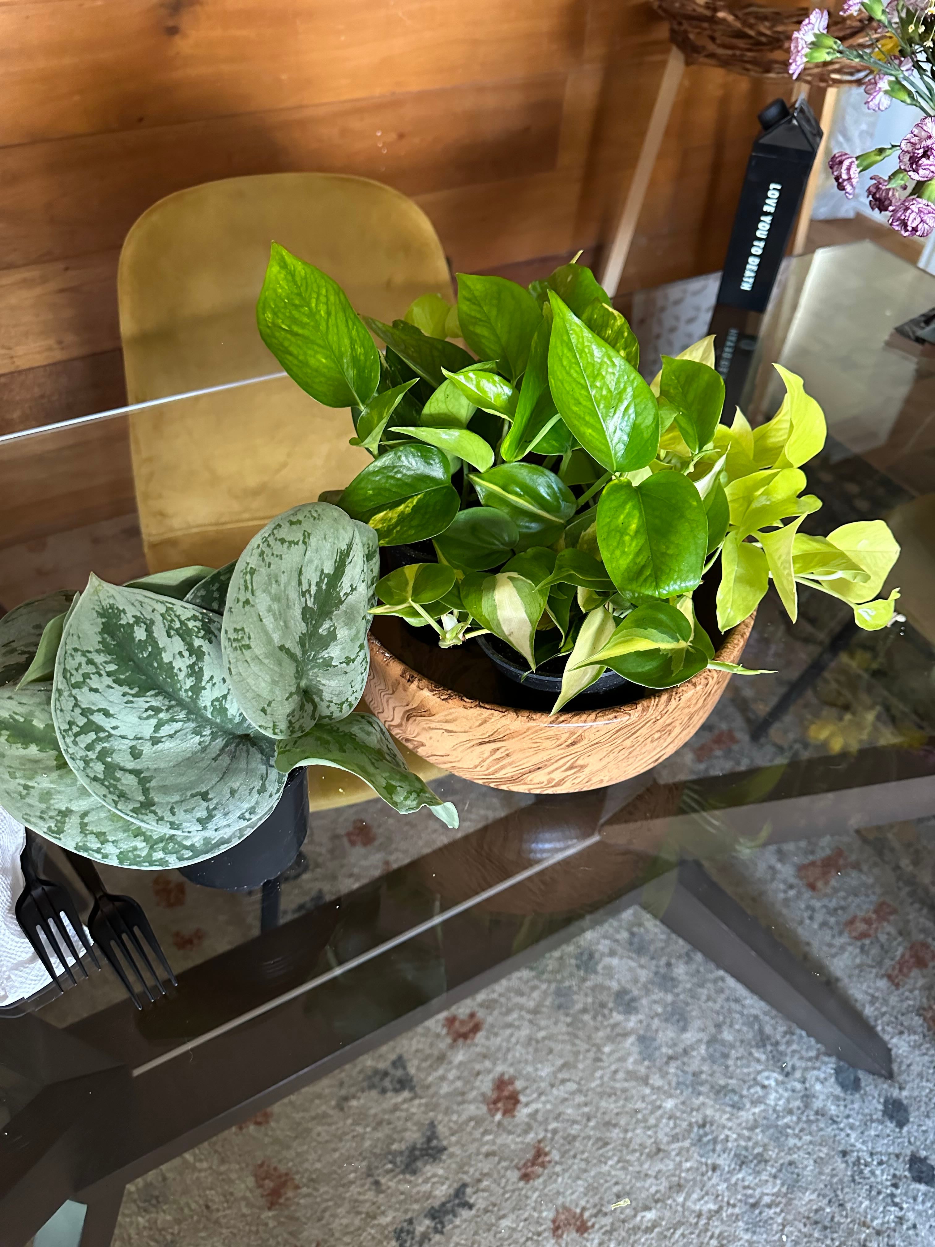 Black Spots on My Philodendron Burle Marx Fantasy Leaves