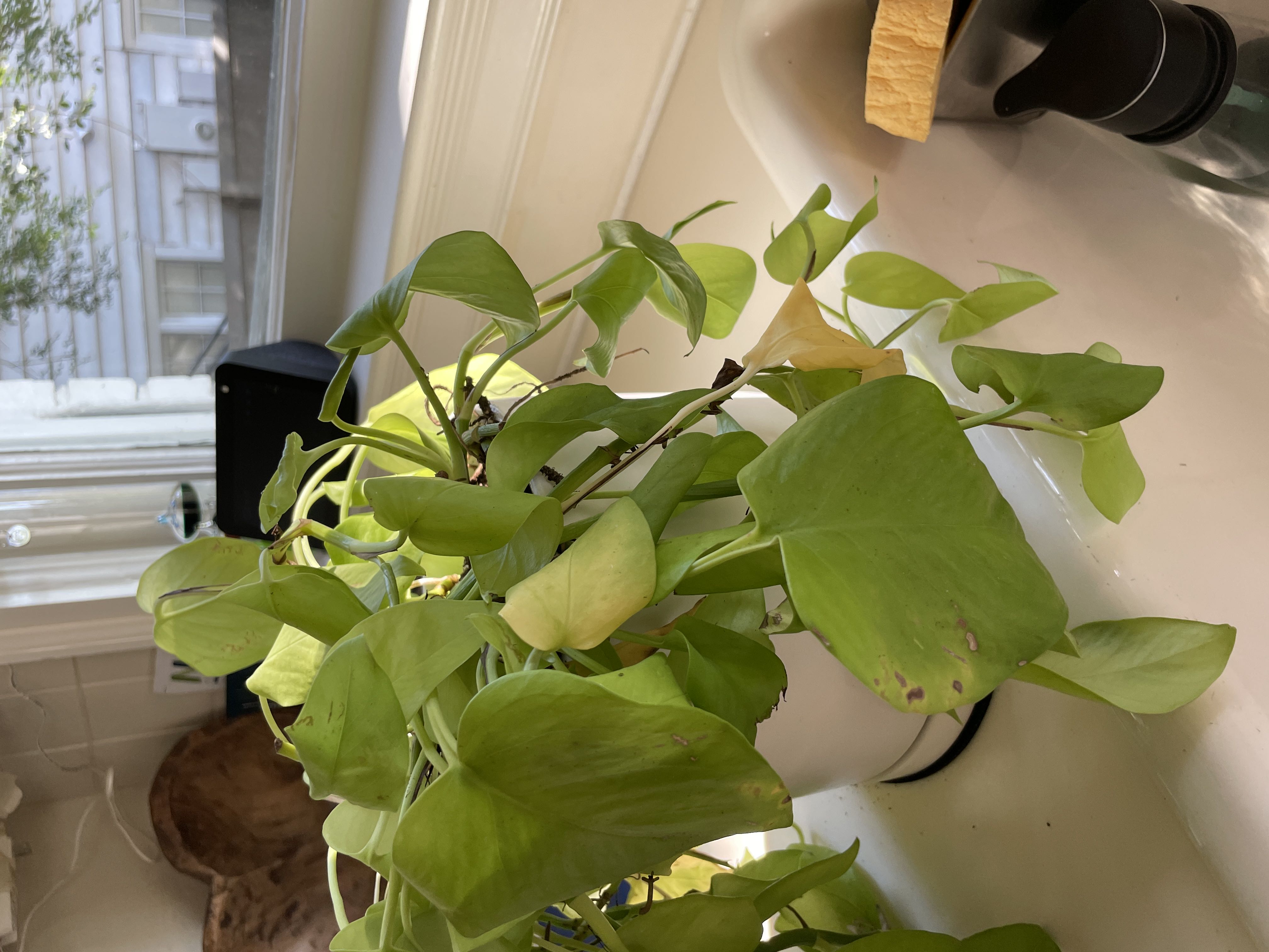 Why is my pothos droopy?