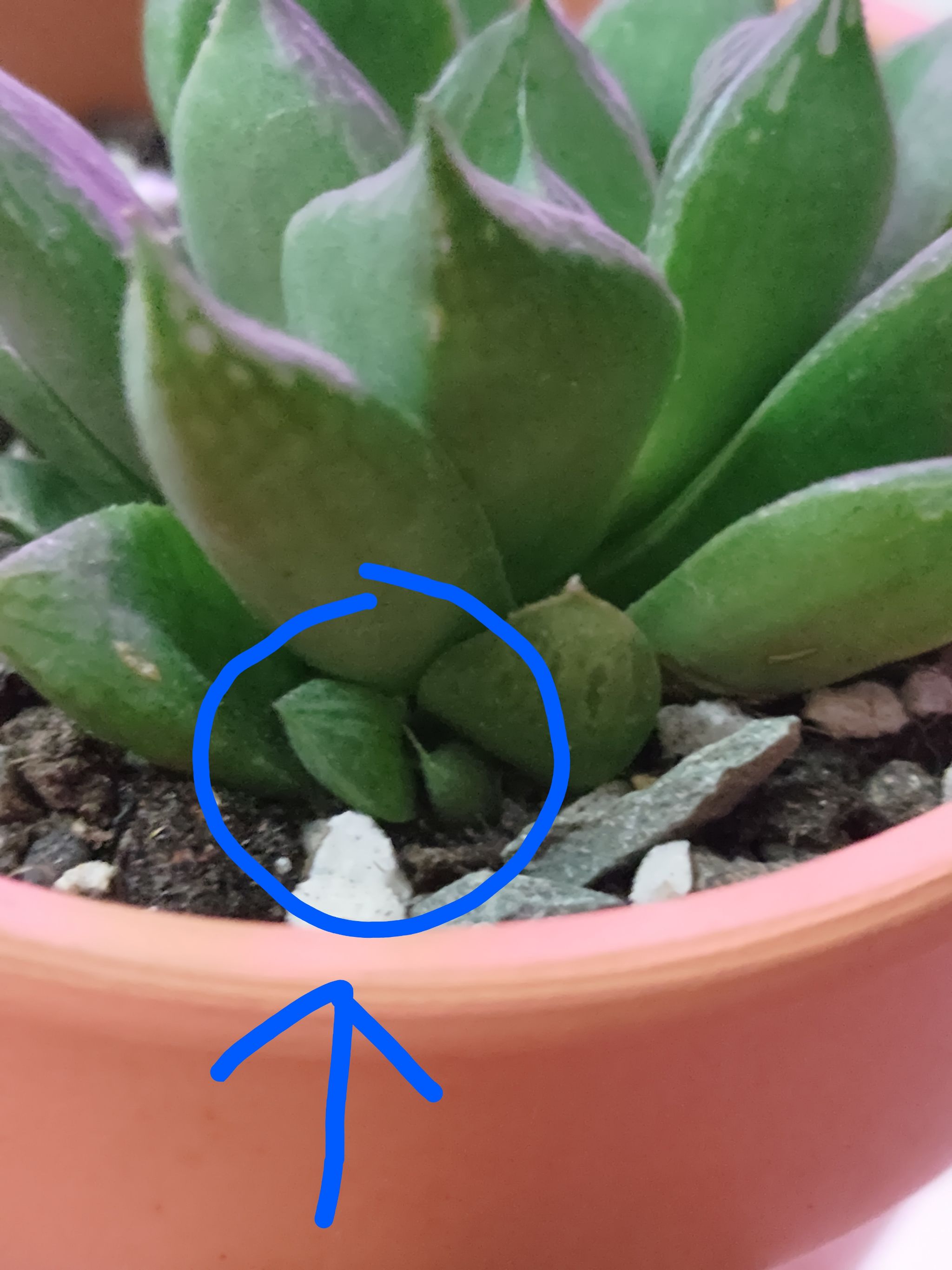 Black Spots on My Haworthia coarctata f. conspicua Leaves