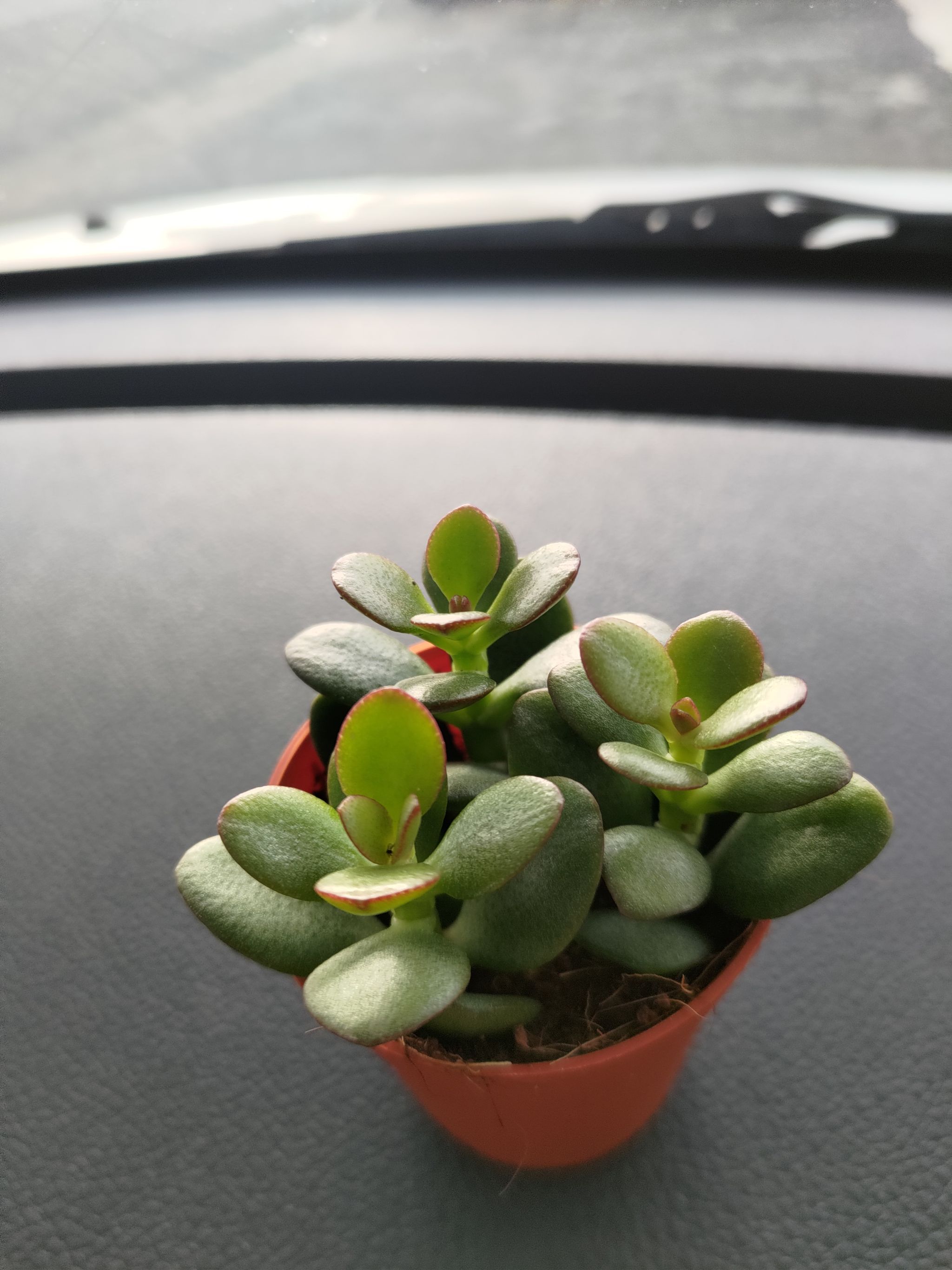 Newly owned some baby Jade plants (crassula ovata)...