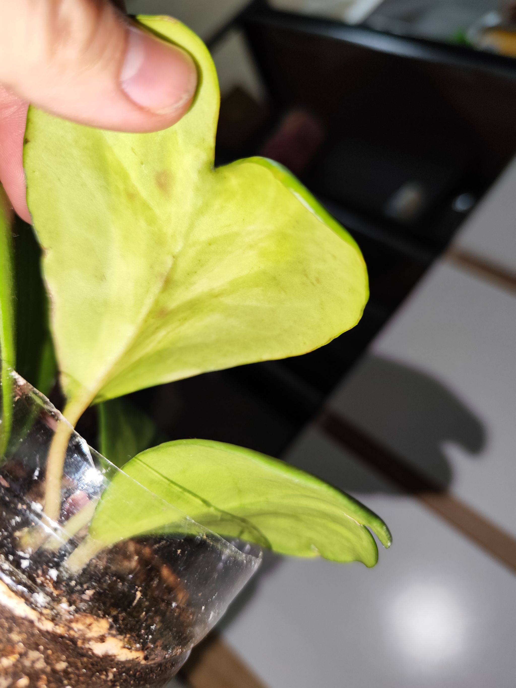 Why Are There Brown Spots on My Hoya 'Viola' Leaves?
