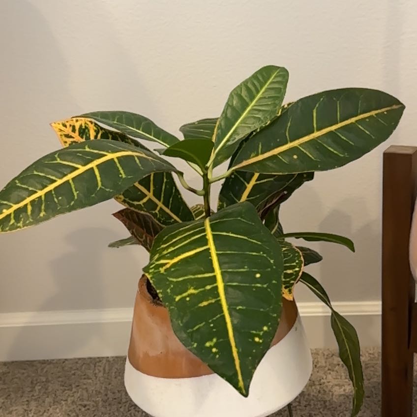 Marley | A plant by @ContentPigfern on Greg