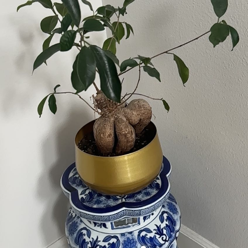 Athena | A plant by @ContentPigfern on Greg