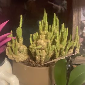 Tree Diddy | A plant by @ModelPalepuma on Greg