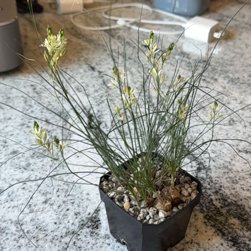 Albuca sp 'Augrabies Hills' Plant Care: Water, Light, Nutrients | Greg ...