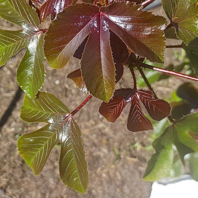 The Complete Bellyache Bush Plant Care Guide: Water, Light & Beyond