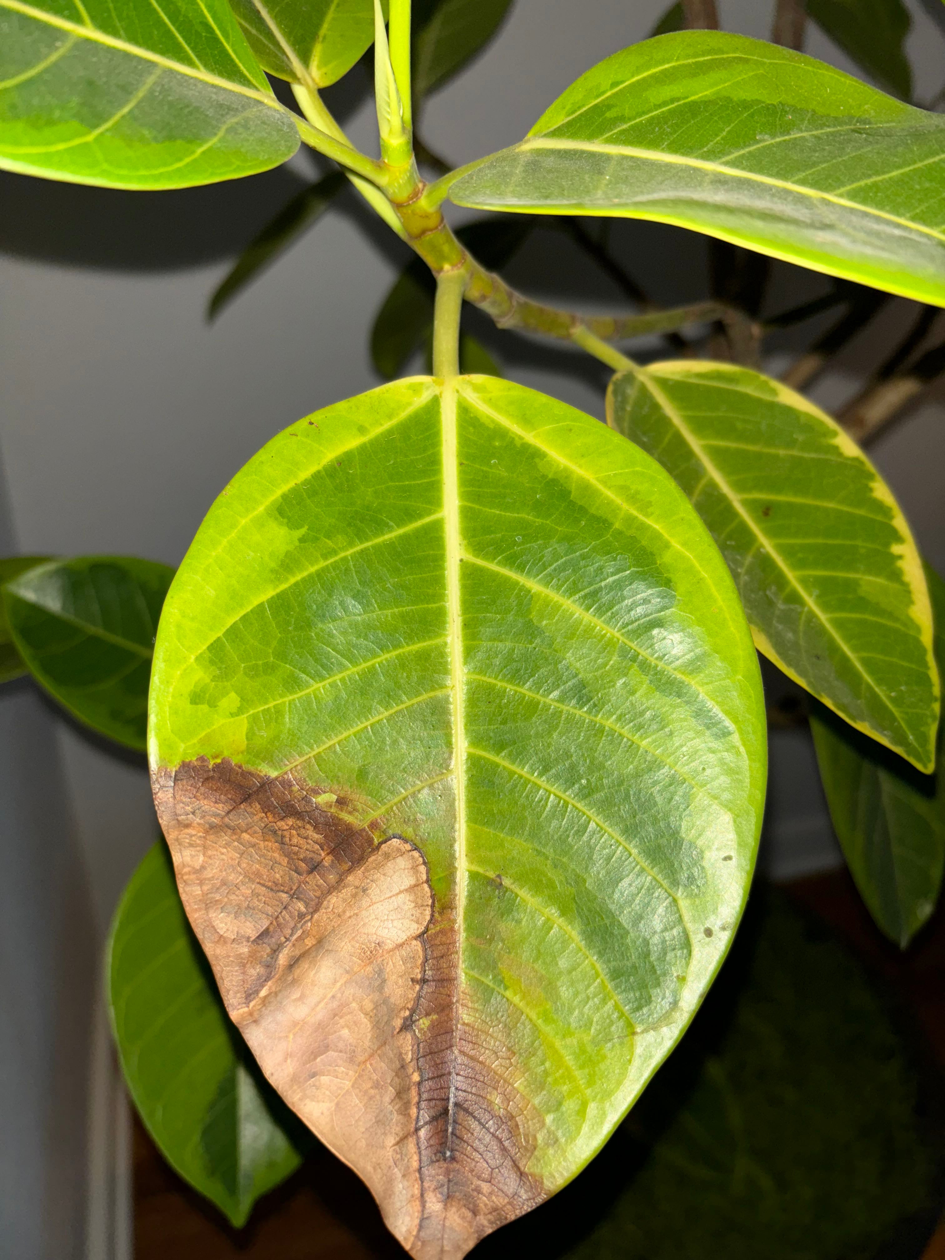 Ficus Altissima suddenly brown and crispy, and dropping l...