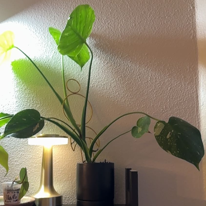 Demeter | A plant by @TolerantPinoak on Greg