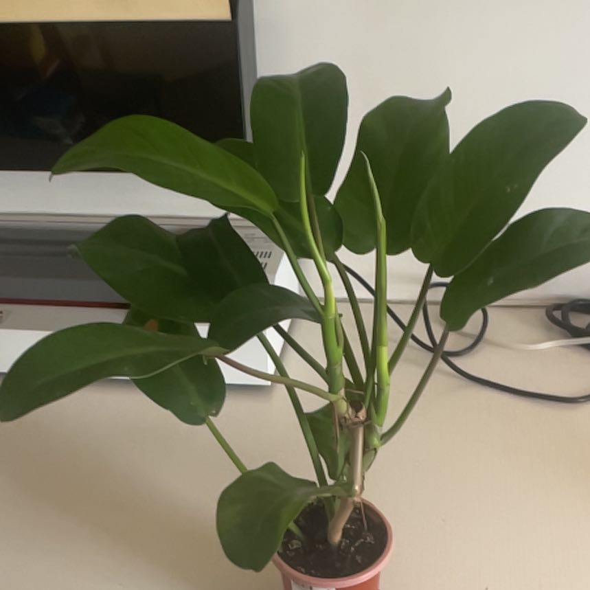 Phil | A plant by @StarCoralcactus on Greg