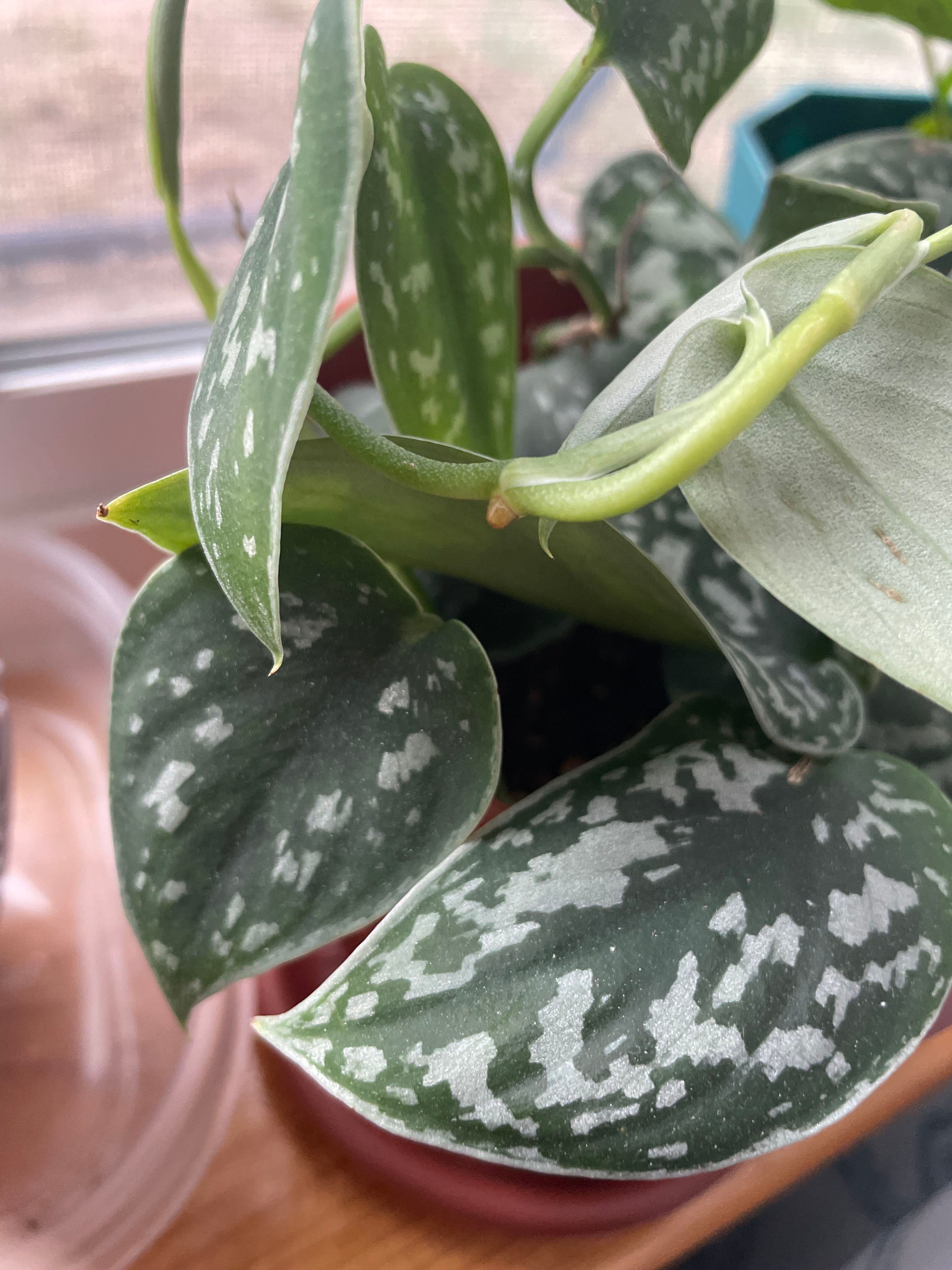 Keep Your Scindapsus pictus 'Sooo Silver' Alive: Light, Water & Care ...