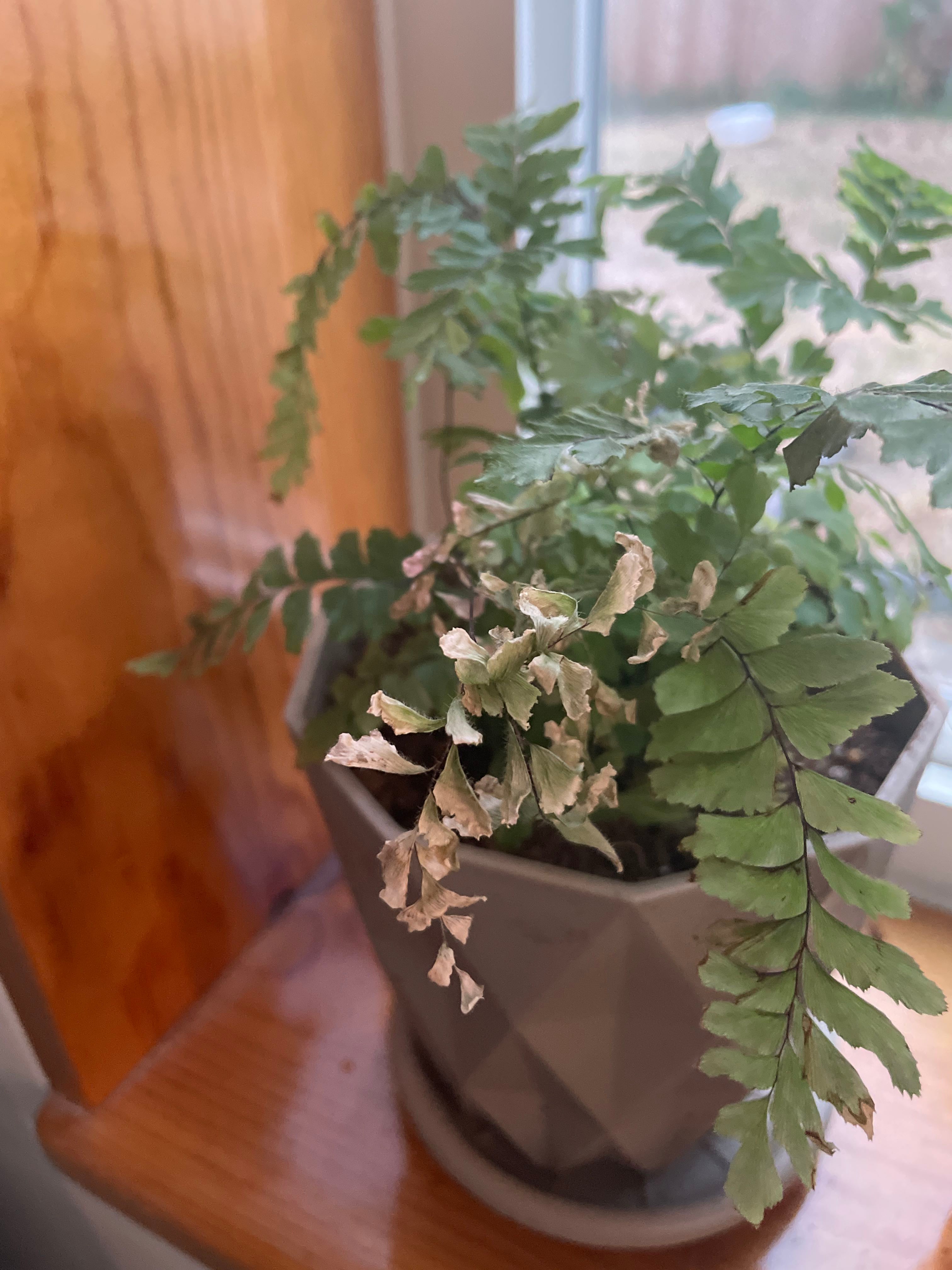 Lifespan of Maidenhair Fern