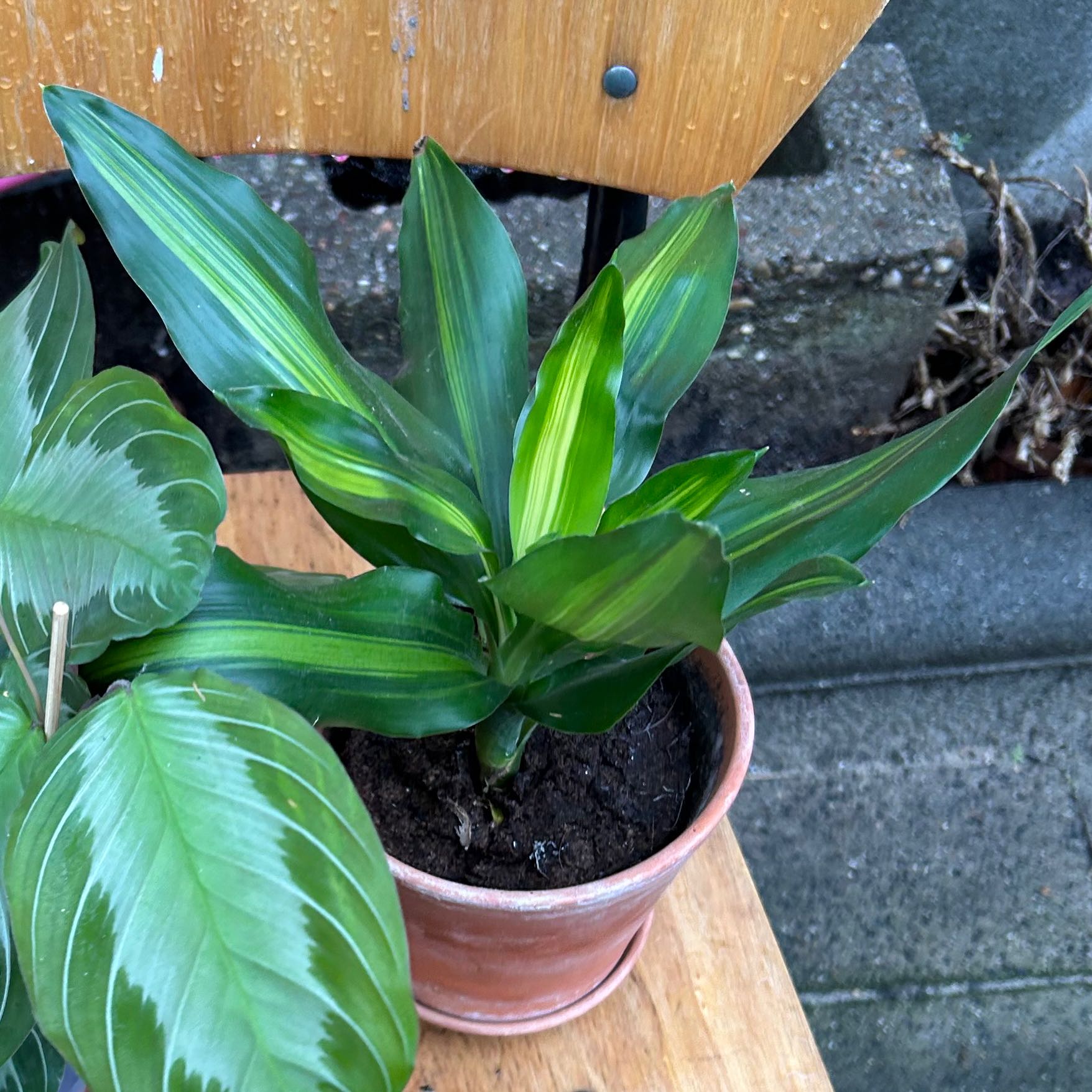 Marta | A plant by @HumbleCherimoya on Greg