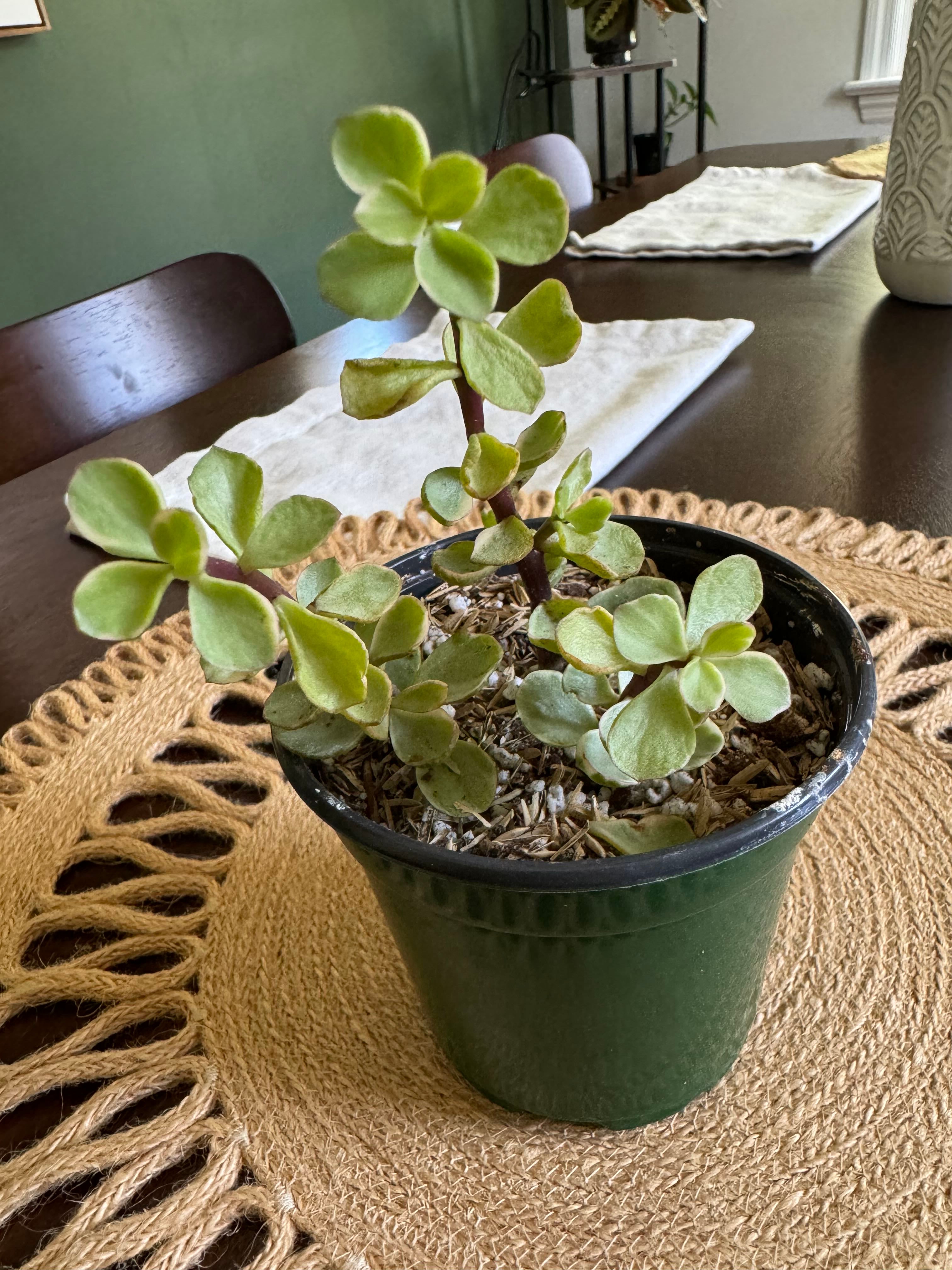 Portulaca molokiniensis 'Maraca' Plant Care: Water, Light, Nutrients ...