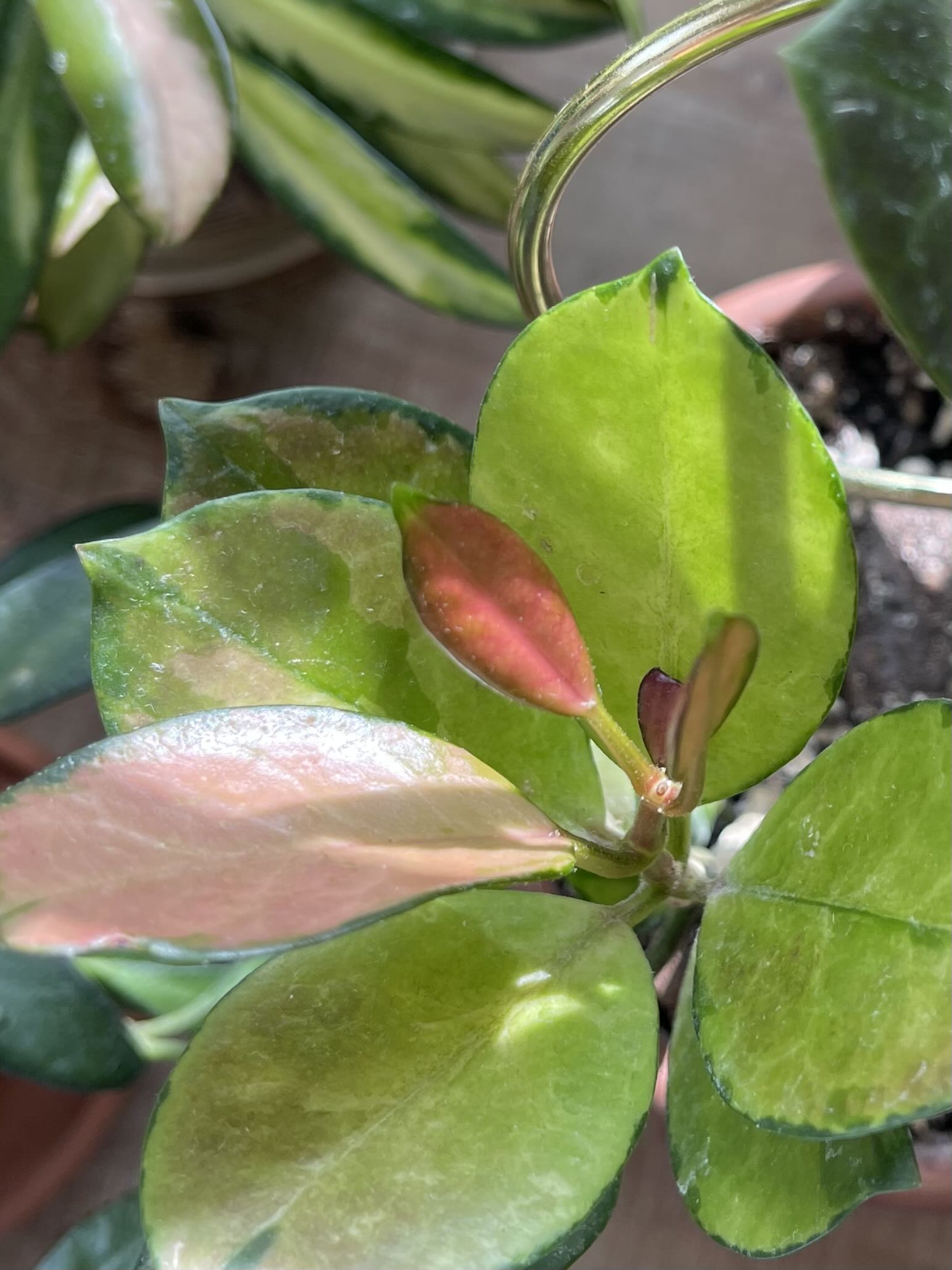 How to Care for Hoya Germany: Mastering Water, Sunlight & More