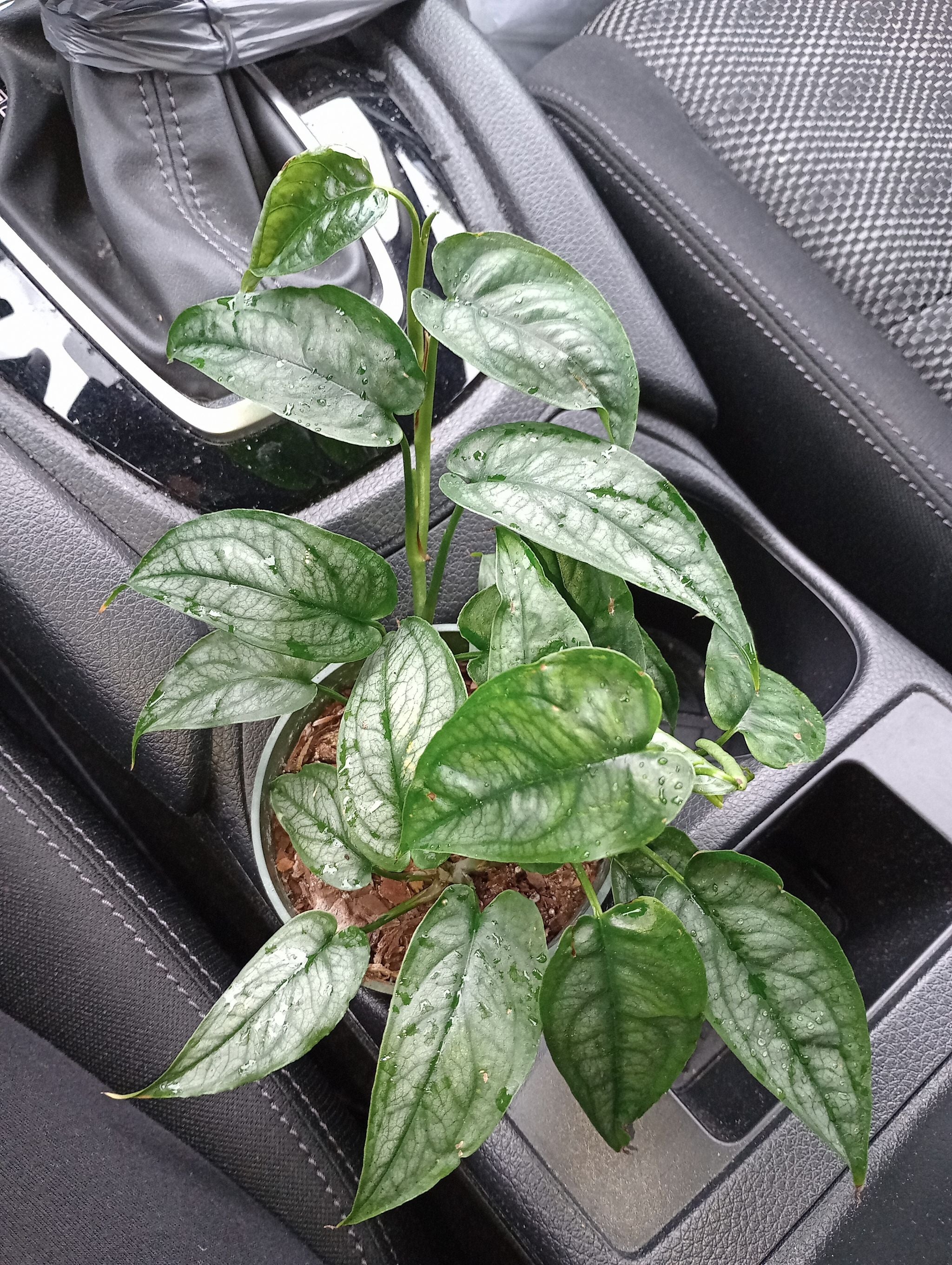 Monstera peru, monstera siltepecana,or Cebu blue?