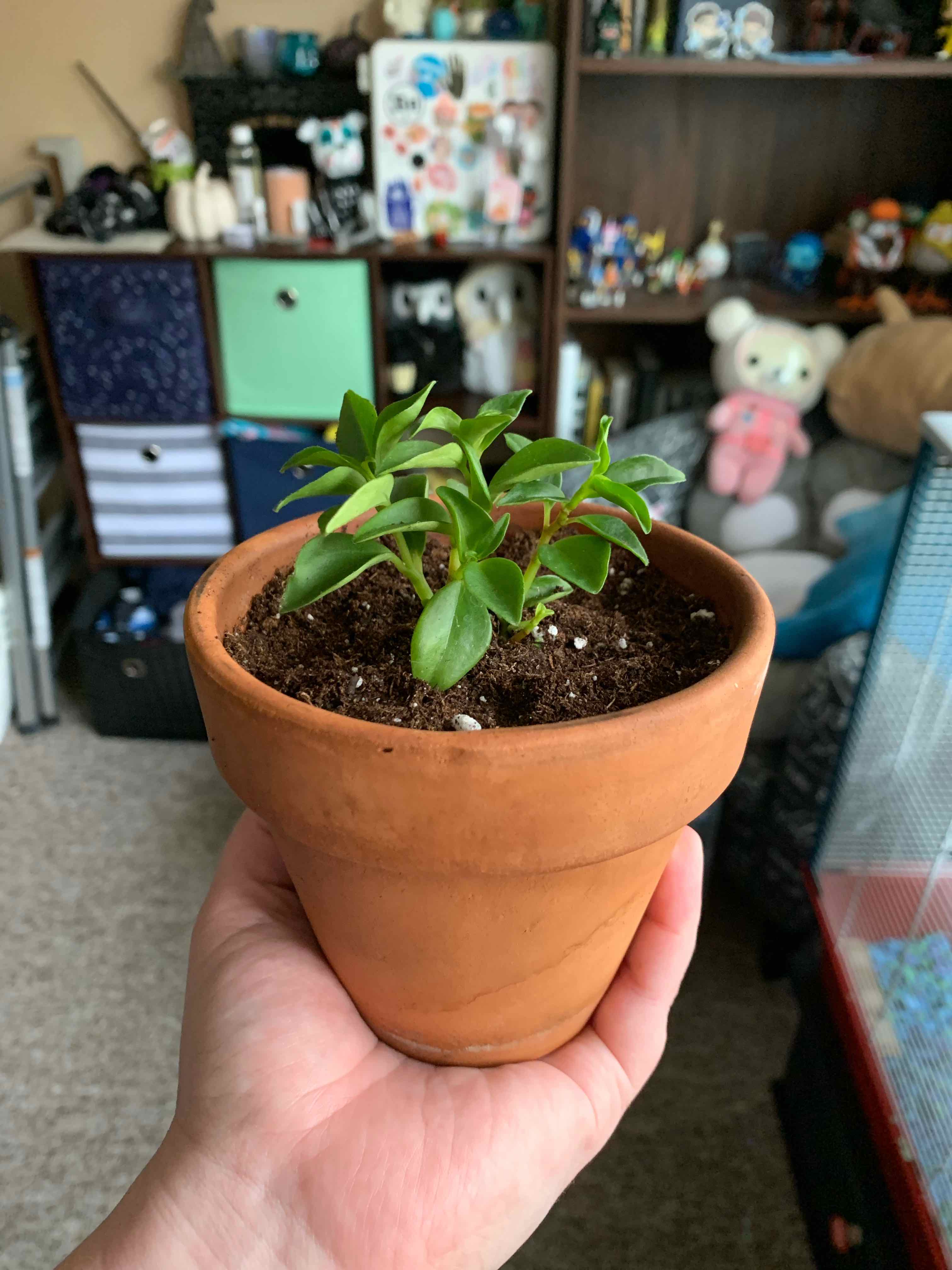 10 Advantages of Having a Low Peperomia