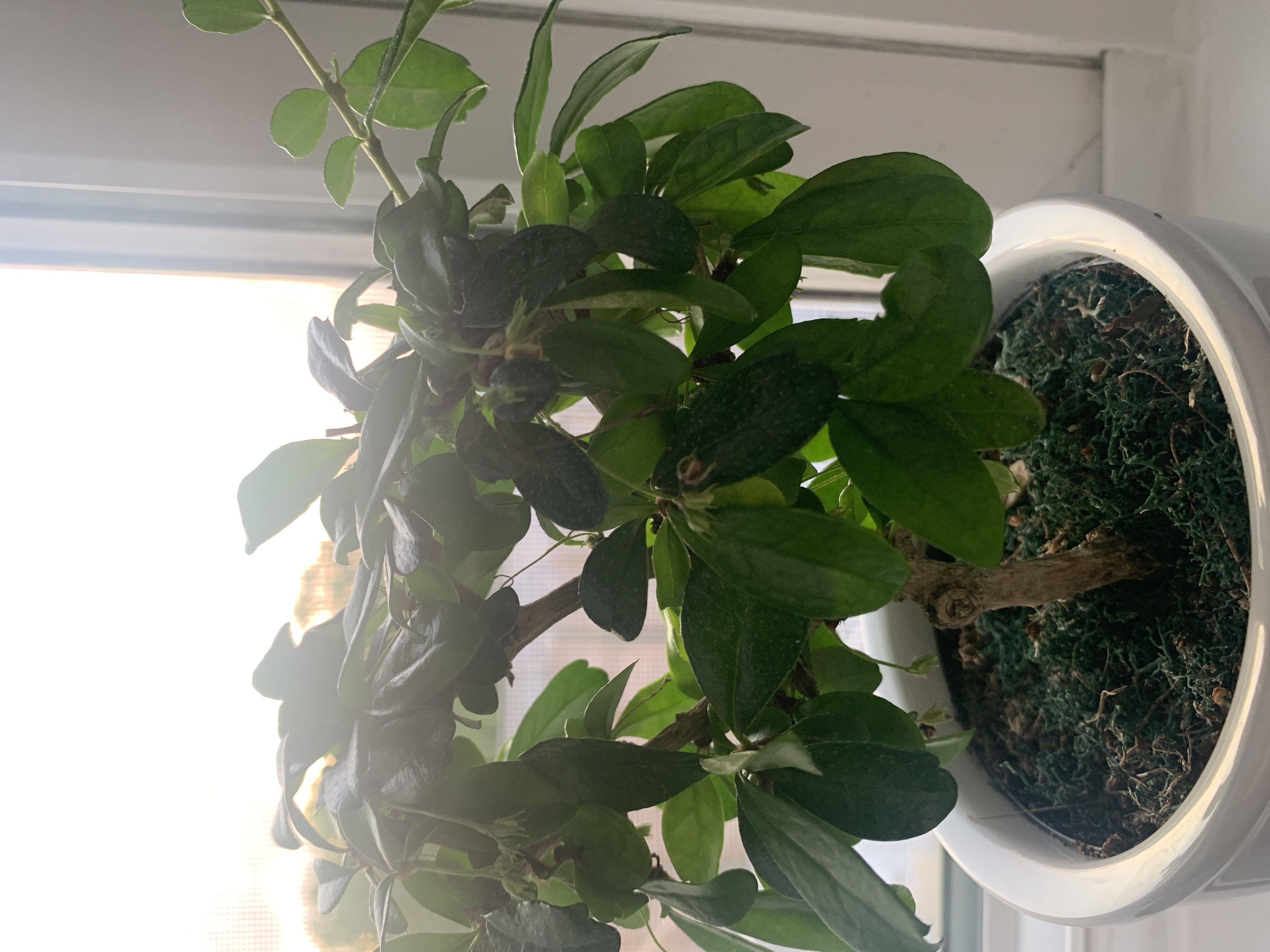 Fukien Tea Tree Plant Care: Water, Light, Nutrients | Greg App 🌱