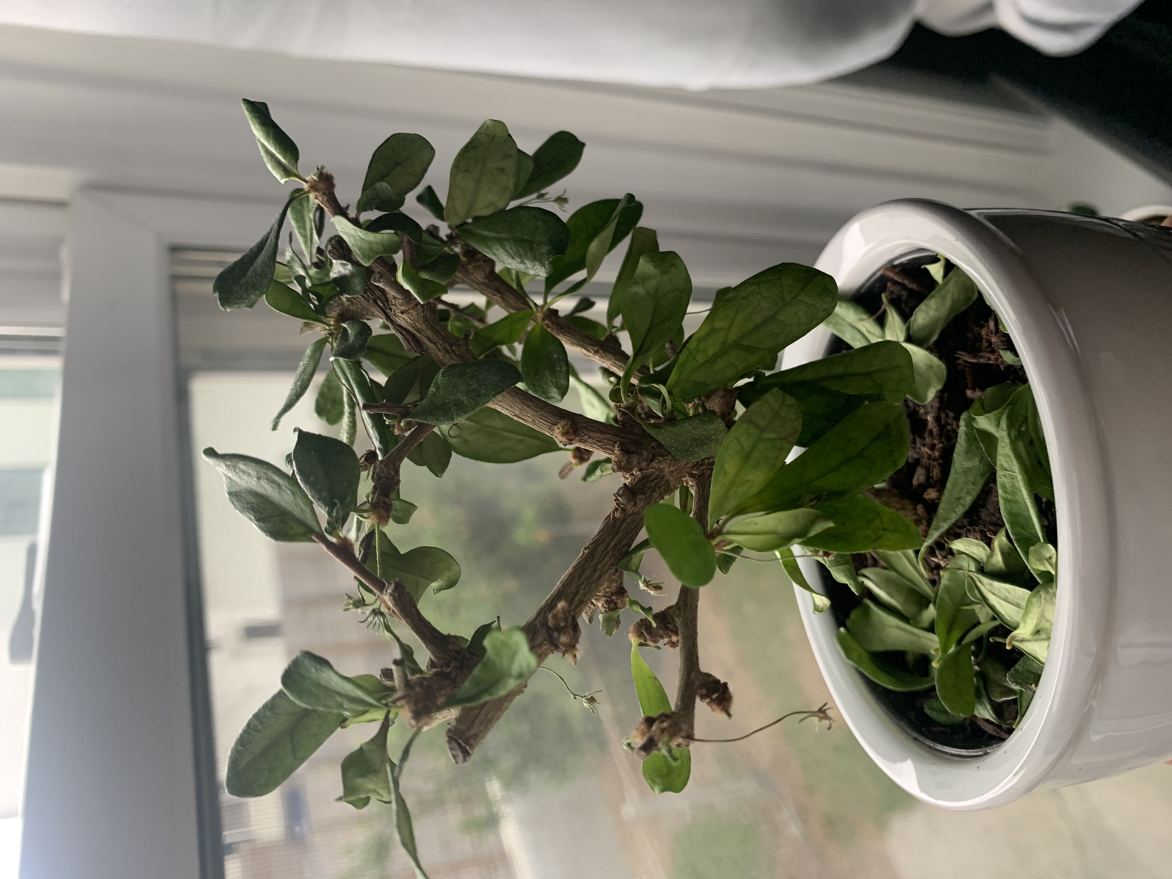 Fukien Tea Tree Plant Care: Water, Light, Nutrients | Greg App 🌱