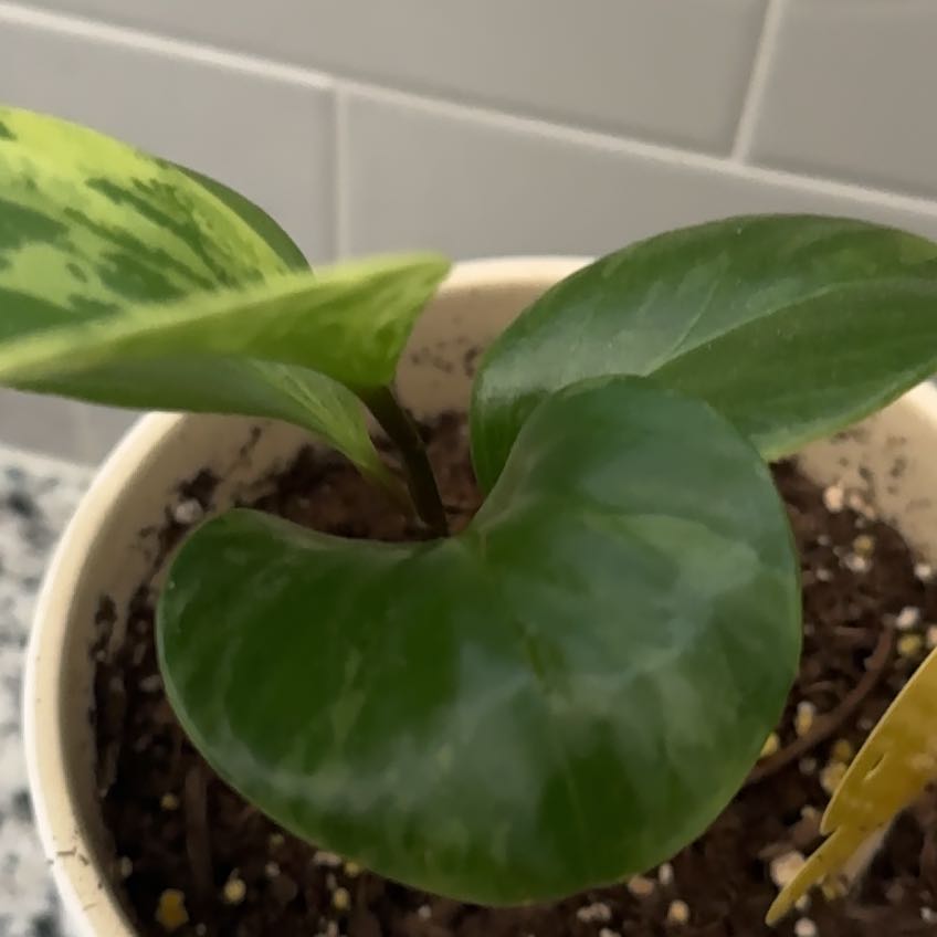 Athena | A plant by @MotherPincherry on Greg