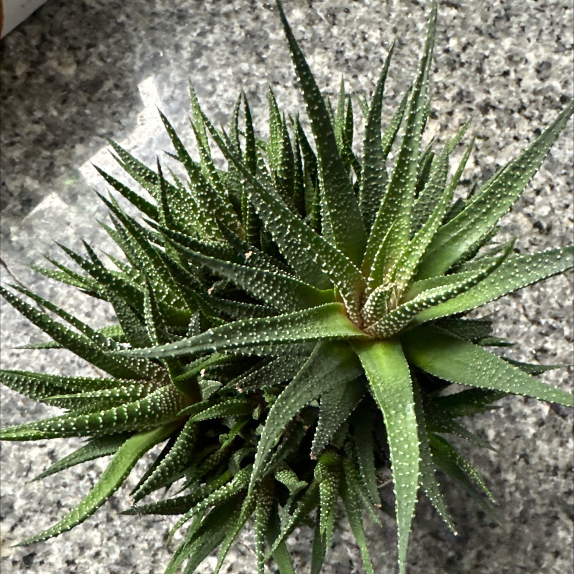 Zeus | A plant by @GoldDevilsfig on Greg