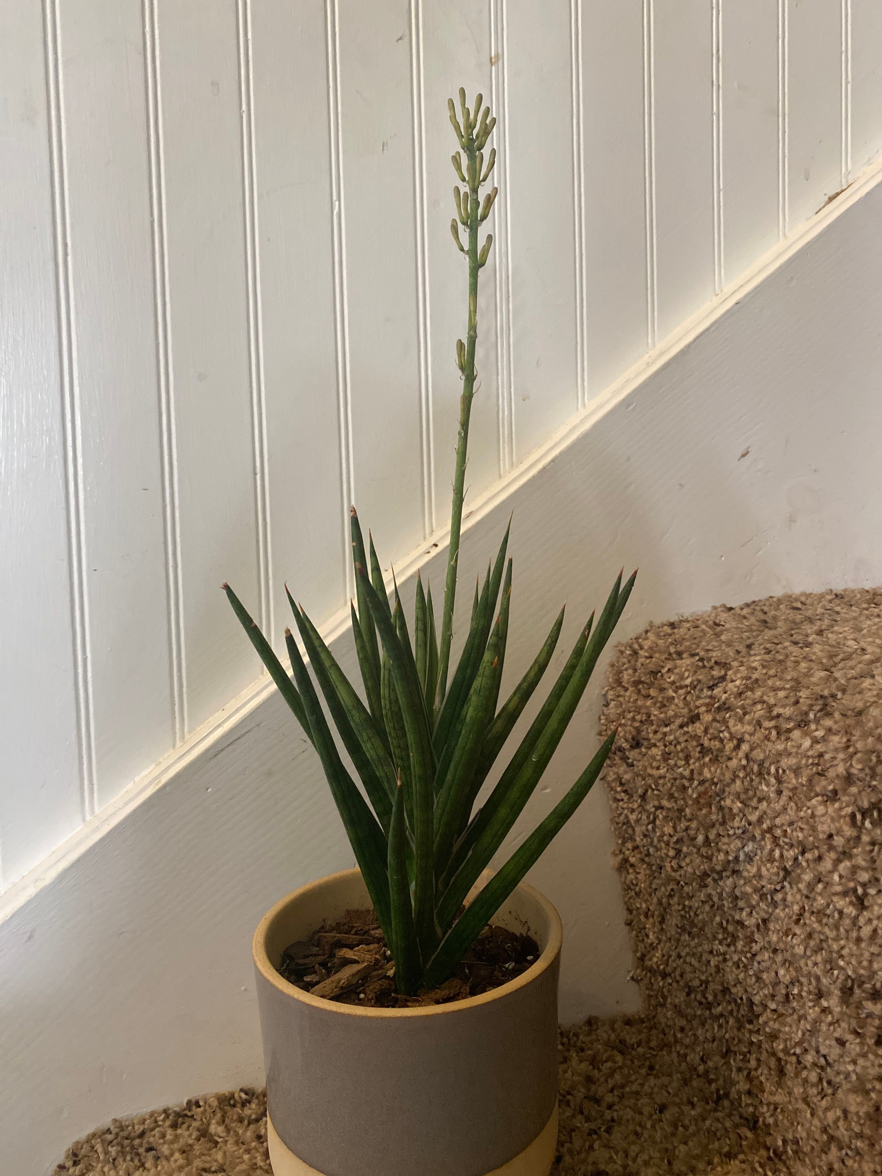 Keep Your Cylindrical Snake Plant Alive: Light, Water & Care Instructions