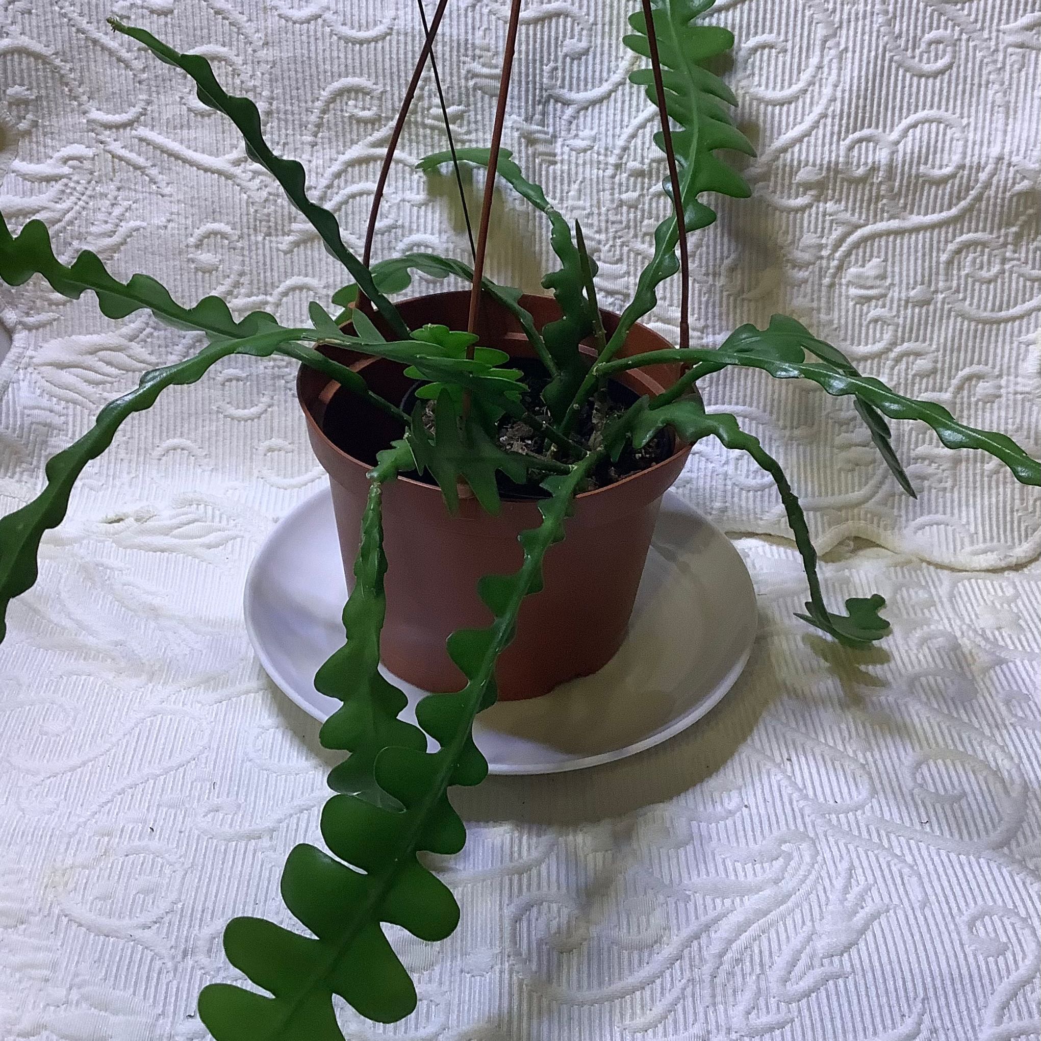 Ricki | A plant by @SunnyPlants on Greg