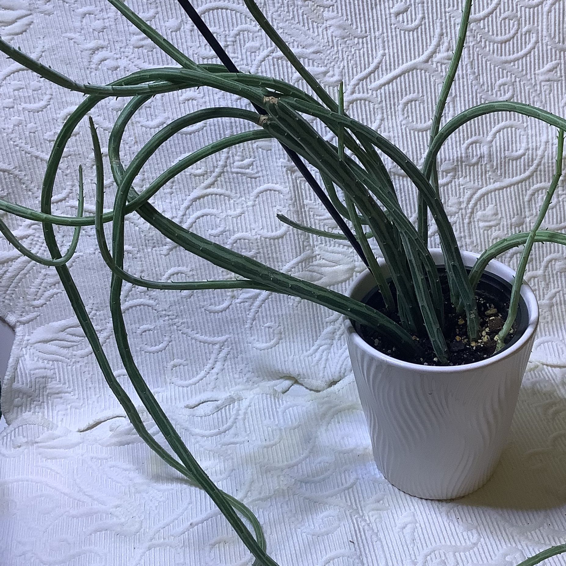 Relish | A plant by @SunnyPlants on Greg