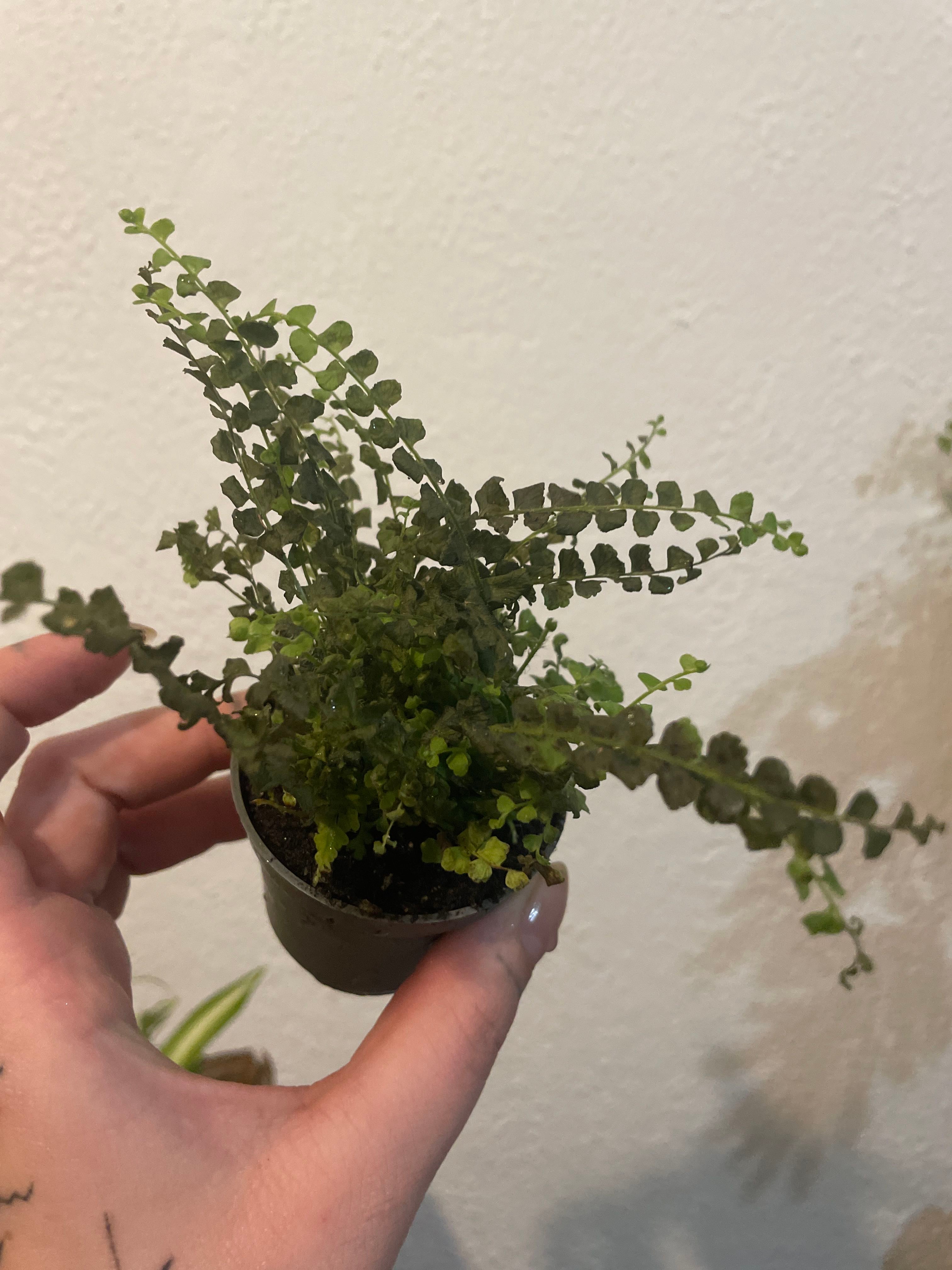 Lemon Button Fern Plant Care: Water, Light, Nutrients | Greg App 🌱